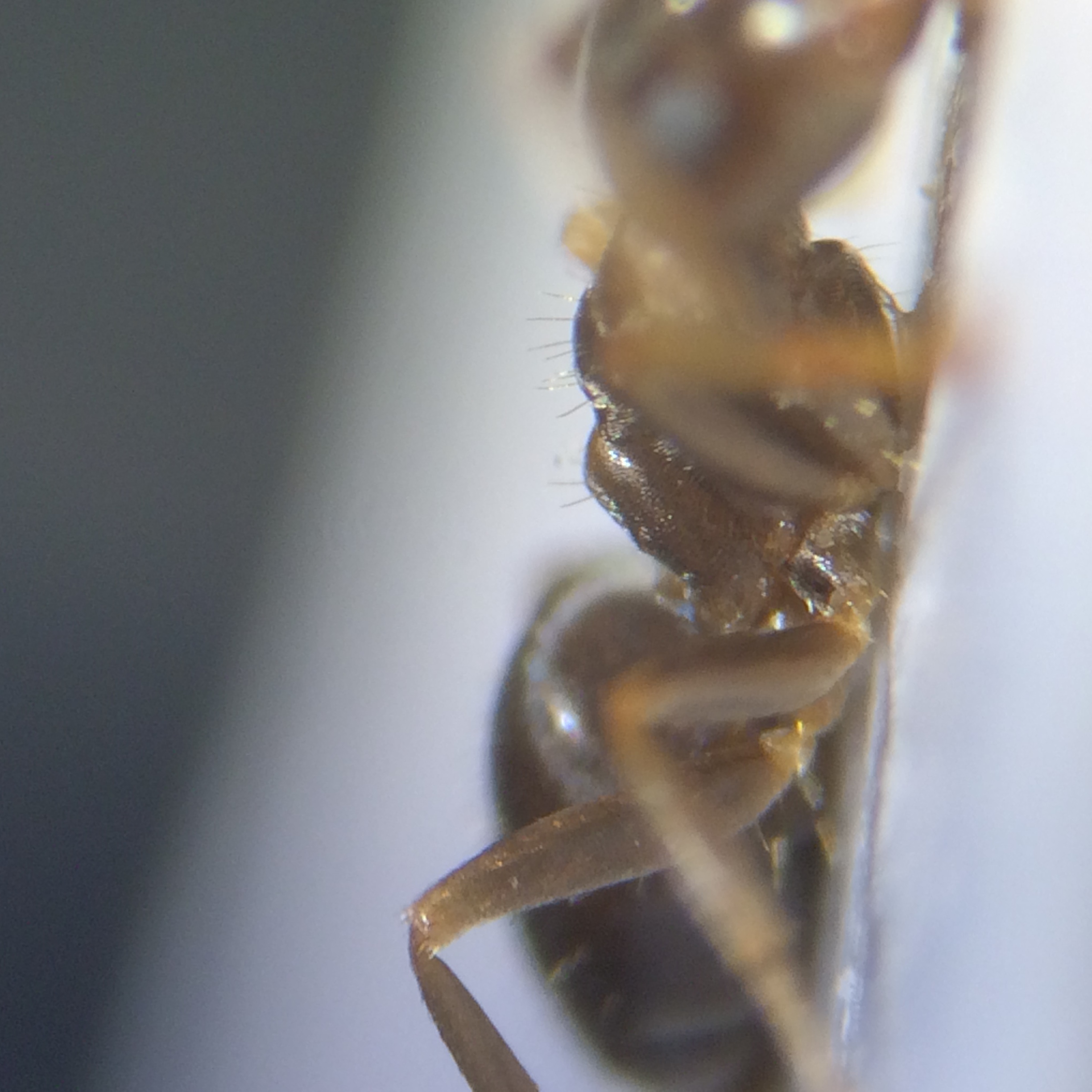 Lasius alienus | BWARS